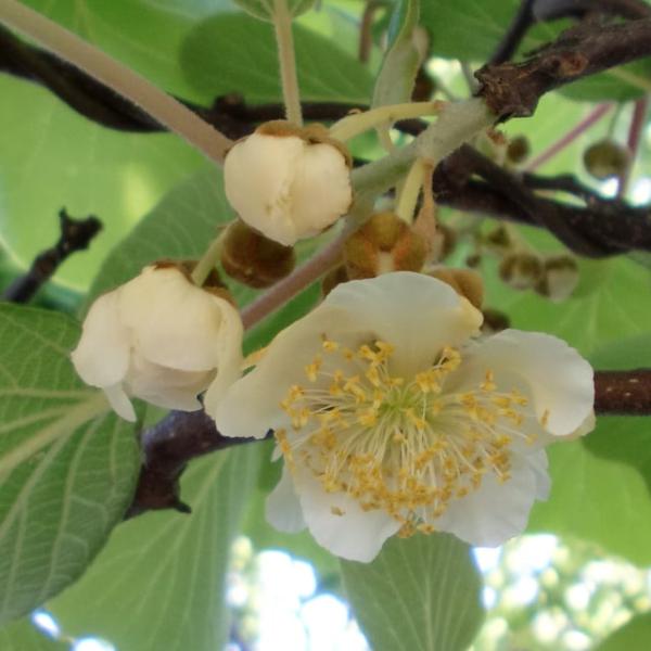 キウイ 苗木 【オス トムリ】 受粉樹 キウイフルーツ キュウイ 苗 果樹 果樹苗この品種は雄（おす）なので実が成りません。ヘイワード、香緑の受粉樹としてお使いください。