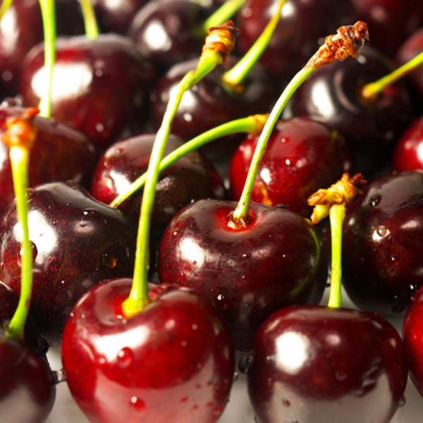 ◆送料無料◆ さくらんぼ 苗木 【アメリカンチェリー 大実サミット】 接ぎ木 チェリー 桜桃 さくらんぼ苗 果樹 果樹苗カナダ生まれの大粒赤肉の晩生種。大きいものは”小さいプラム”のような外観です。作りやすく人気の品種です！自家結実性があり...