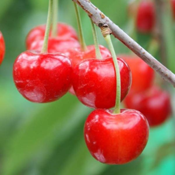 ◆送料無料◆ さくらんぼ 苗木 【紅秀峰 （べにしゅうほう）】 接ぎ木 チェリー 桜桃 さくらんぼ苗 果樹 果樹苗紅秀峰（べにしゅうほう）の果形は短心臓形、大きさは9g程と大きめで、果皮の色は帯赤黄斑で色付きがよく、国産のサクランボの中では...