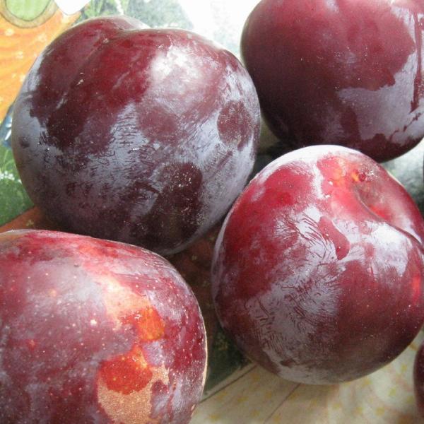 スモモ プラム 苗 【サンタローザ】 接ぎ木 鉢植え 李 苗 果樹 果樹苗●スモモ・プラム「サンタローザ」の特長日本スモモとアメリカスモモの交配品種。人気の品種です。サンタローザの果実は100g程でやや大きめで皮は紅色になります。果肉は香り...