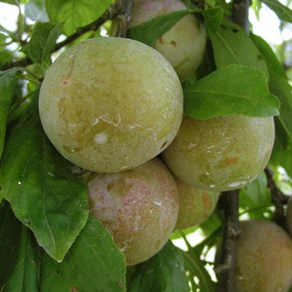 スモモ プラム 苗 【ソルダム】 李 苗 果樹 果樹苗大石早生に次いで日本で栽培されています。果重は80〜100gと大きめで日持ちがよく、甘味と酸味が調和した人気種です。糖度は高めで特有の甘味があります。