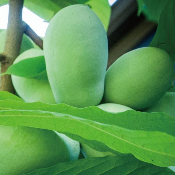 ポポー苗木 【NC-1 （エヌシーワン ）】 ＮＣ−１ ポーポー 珍果 苗 果樹 果樹苗 ＮＣ1種が少なく、甘くて濃厚な味わいでカナダで作出された早生大実品種です。1果400ｇにもなる大果で人気の品種です。濃厚な甘さで寒さに強く北海道でも栽...