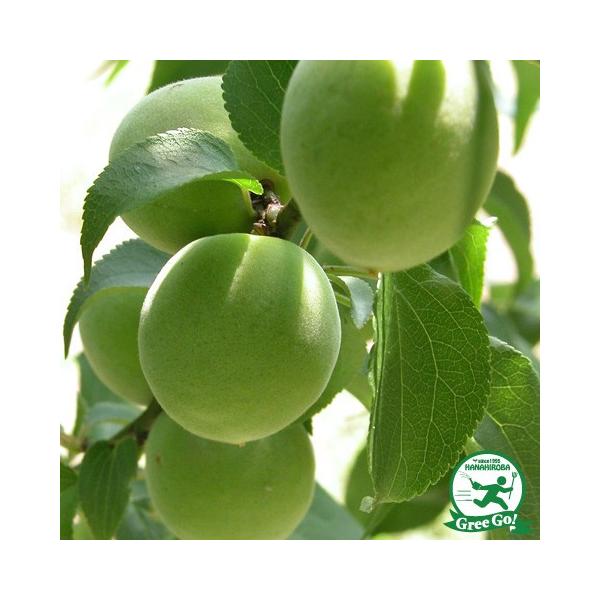 ◆送料無料◆ 梅 苗木 【花香実 （はなかみ）】 接ぎ木 うめ 苗 果樹 果樹苗花粉が多いので他の梅の受粉樹として一番使われ果実が収穫できる品種です。花香実（はなかみ）は、梅干、梅酒向けで1本でも結実・収穫ができます。花が美しいので庭木とし...