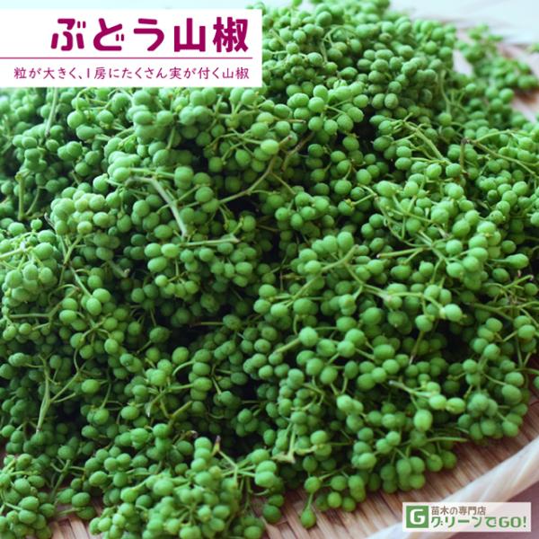 山椒 苗 【実サンショウ ぶどう山椒】 苗木 果樹 果樹苗ブドウサンショウ粒が大きく、ひとつの房にたくさんの実が付く山椒です。葉には極上の芳香があり、実にはさらにピリッとした辛味が加わります。他の品種に比べ、大粒で辛みも強く、清涼感のあるす...