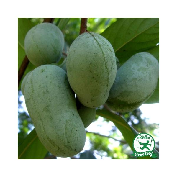 ポポー苗木 【ワバッシュ】 ポーポー 珍果 苗 果樹 果樹苗形は丸型で、果重250〜370ｇの大実種。黄色からオレンジの果肉。甘さと風味はこれまでの中でも上位クラスです。この品種はブランディ実験農場の苗からニール・ピーターソンによって選抜さ...