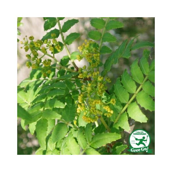 山椒 苗 【スーパーストロング 花山椒 （はなさんしょう）】 1年生 接ぎ木苗 苗木 果樹 果樹苗 ハナザンショウ  根腐れ抵抗性台接ぎ木苗花を収穫して佃煮に！花と葉を利用します。実はつきません。美しい黄色の小花は観賞用としても楽しめます。