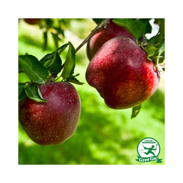 りんご 苗木 【 秋映 （あきばえ）】 2年生 接ぎ木 大苗 林檎 苗 果樹 果樹苗果汁たっぷりで甘味も強いりんご！長野「りんご3兄弟」の1つです。甘味と酸味のバランスが絶妙な、長野県オリジナルの品種。果汁をたっぷりと含み、濃厚な味わいが人...