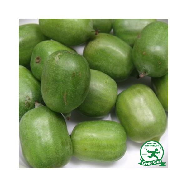 キウイ 苗木 【エルダー】 ベビーキウイのメス 1株 ポット苗 苗 果樹 果樹苗  さるなし つる性◆Ｂａｂｙ Ｋｉｗｉ？！◆皮ごと一口で食べれるキウイでビタミンＣがレモンの約10倍です。甘くておいしく糖度は15〜22度あり一般的なキウイフ...