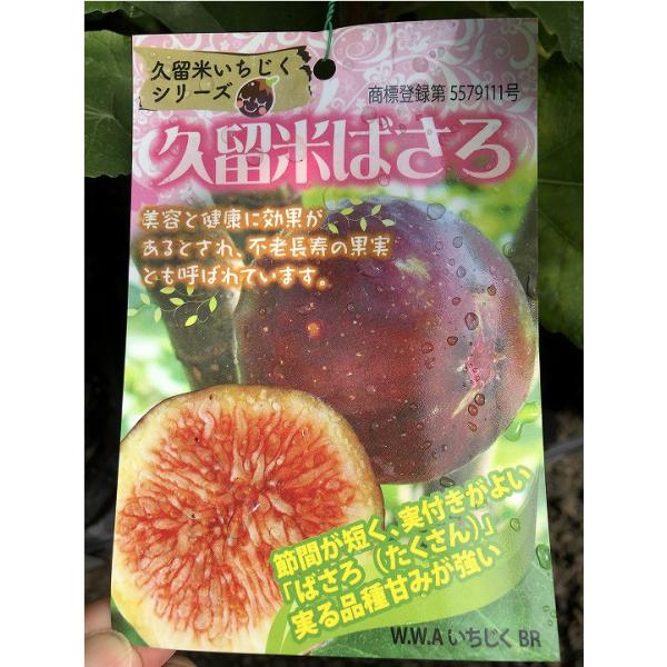 イチジク 苗 【久留米 ばさろ】 1年生 挿し木 ポット苗 バサロ 無花果 苗木 果樹 果樹苗久留米ばさろは、節間が短く「ばさろ（たくさん）」実がなります。甘みが強いイチジクです。果皮は赤紫色の豊産性の品種。収穫は8月上旬頃から。収 穫 時...