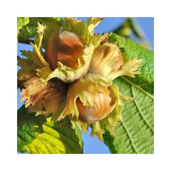 ヘーゼルナッツ 苗 【ヤムヒル】 1年生 ポット苗 西洋ハシバミ 苗木 果樹 果樹苗難易度：初心者にお勧め。育てやすく用途多彩！植栽適地：東北〜中国・四国・九州収穫時期：9月頃結果年齢：5〜7年果実の大きさ：1〜1.5cm前後自家結実性：あ...