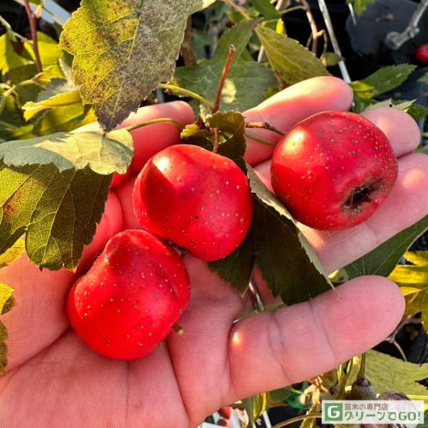 サンザシ 苗 【食用サンザシ 西安 （せいあん）】 1年生 接ぎ木苗 山査子 サンザシの樹 苗木 植木 花木 庭木 シンボルツリー 落葉樹 中木甘酸っぱい味わいがやみつきになります。観賞用に庭に植えられたり、盆栽にされることの多い「サンザシ...