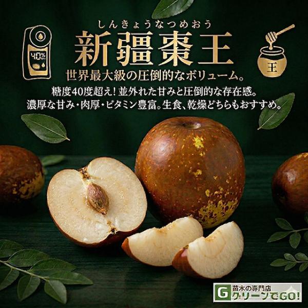 ◆送料無料◆ なつめ 苗木 【新疆棗王 （しんきょうなつめおう）】 約0.7m ポット苗 （ニーム小袋付き） 棗 苗 果樹 果樹苗 ※北海道・沖縄は送料無料適用外です。「なつめの王」と呼ばれ、たまご大にもなる　超巨大なつめ！大きいもので果重...