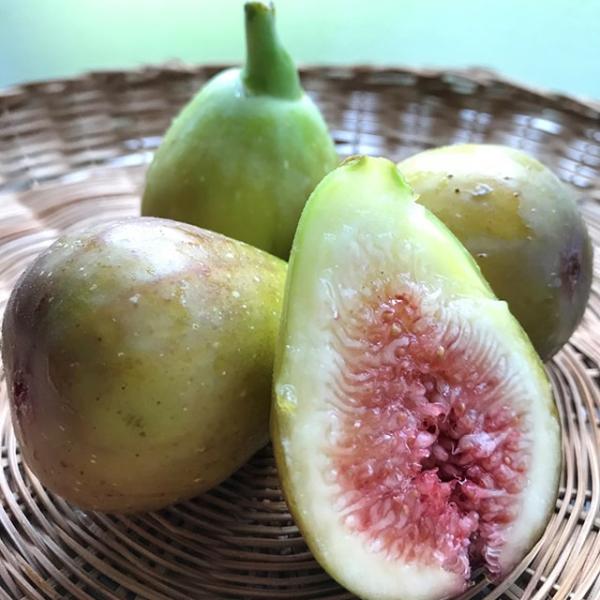 イチジク 苗 【フランダース】 1年生 挿し木 ポット苗 無花果 苗 果樹 果樹苗なめらかな食感と高い糖度で美味しい！甘みが強く果肉の中心に蜜がたっぷりつまったフランス産の品種で、果皮は黄緑系で丸実、果肉は淡褐色〜コハク色。1本で実をつけ、...