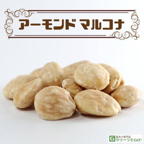 アーモンド 苗木 【マルコナ】 2年生 接ぎ木苗 苗 果樹 果樹苗 シンボルツリー 庭木 植木 花木 落葉樹世界的にも希少でより価値が高い高級アーモンドです。マルコナは、平たく丸みをおびた形の円形果。豊かな風味と深い味わいは他のアーモンドと...