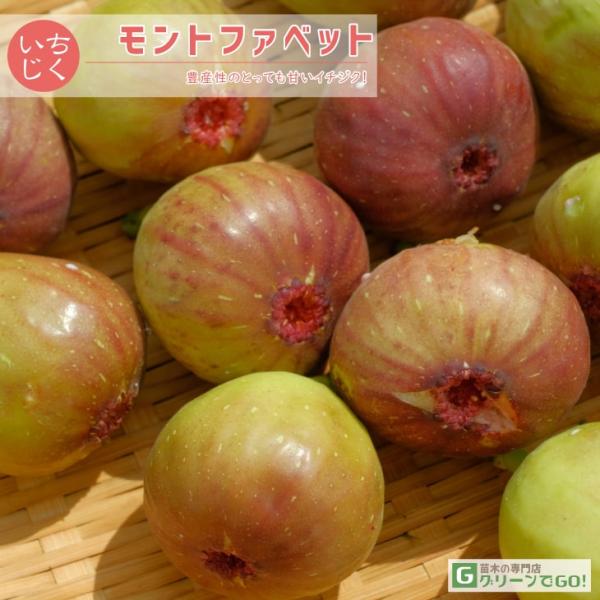 イチジク 苗 【モントファベット】 1年生 挿し木 ポット苗 無花果 苗 果樹 果樹苗とっても甘い夏秋兼用品種！モントファベットは、糖度は29度と高くとても甘く、樹上で完熟させますと独特な風味が出て美味しいです。 豊産性で樹勢は弱く葉は小さ...
