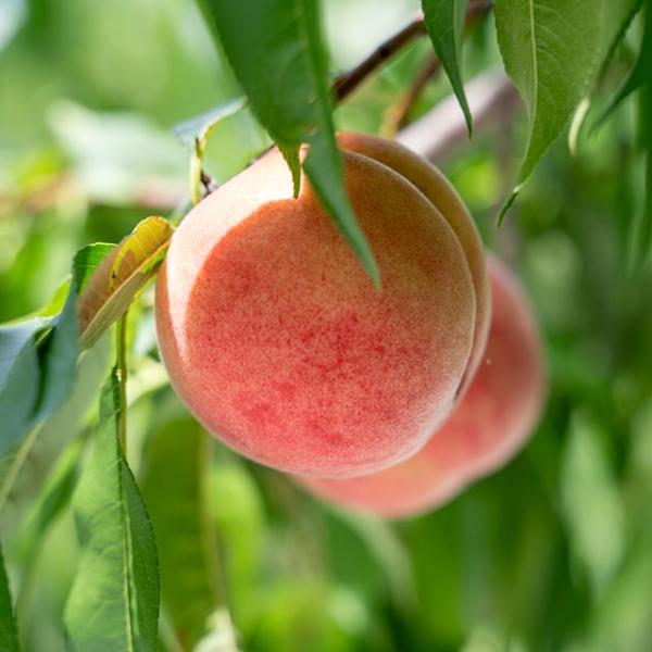 桃 苗木 【矮性桃 ボナンザピーチ】 接ぎ木苗 もも 苗 果樹 果樹苗鉢植えに適した矮性品種！4月頃、大輪の桃色の花を咲かせ、7月にゴルフボール大の実がつきます。桃としては小ぶりですが甘味が強く美味！