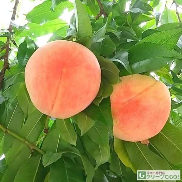 桃 苗木 【西尾ゴールド】 1年生 接ぎ木 ポット苗 もも 苗 果樹 果樹苗芳醇な香りの、晩生種桃。黄金色に輝く大粒の黄肉桃で、糖度が高く、濃厚な香りとコクが特徴です。硬めの果肉は、歯ごたえがあり、長期保存も可能。晩生種でありながら、その芳...