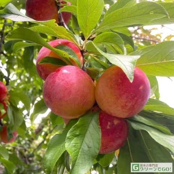 スモモ プラム 苗 【ハニービート】 1年生 接ぎ木 ポット苗 李 苗 果樹 果樹苗かじった瞬間に口いっぱいに広がるジューシーな果汁が魅力。酸味が少なく、糖度が高いという特徴を持つ、新しい品種のプラムです。従来のプラム品種に比べて収穫時期が...