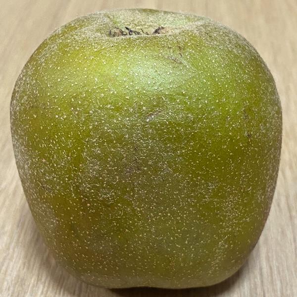 ◇受粉セット◇ キウイ 苗木 【ジャンボレッド デリシャス】1年生 接ぎ木 ポット苗 雌雄セット 受粉樹 キウイフルーツ キュウイ 苗 果樹 果樹苗大きな実を付ける！赤肉系キウイ。レッドキウイの中で一番大きな実を付ける早生品種です。果実の中...