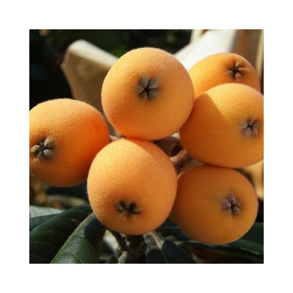 ビワ 苗 【なつたより】 枇杷 苗木 シンボルツリー 常緑果樹 果樹苗木やわらかく多汁で、甘みも強く美味しい豊産種。長崎県果樹試験場において、最も食味がよいとされる「長崎早生」と、大実の「福原早生」を交雑して生まれた実生の中から選抜、育成さ...