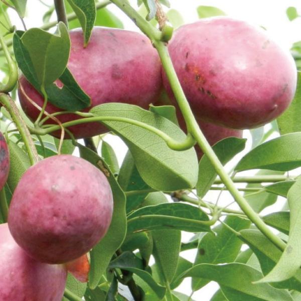 ◆送料無料◆ ムベ 苗木 【ムベ】 実生苗 郁子 野木瓜 苗 果樹 果樹苗バナナの香りの果肉を味わってみてください。稀小価値有り！別名「長命樹」は甘い香りの果肉は美味しい。収穫時期は10月中旬〜下旬。作りやすく豊産性です。秋の訪れを感じさせ...