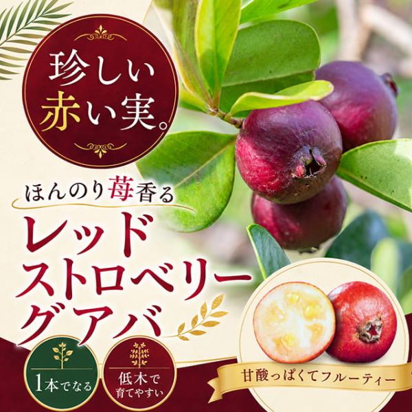 グァバ 苗 【レッドストロベリーグアバ】 プラスチック鉢植え テリハバンジロウ 果樹苗木 果樹苗 苗木 熱帯果樹 観葉植物 南国 珍しい熱帯果樹ほんのりイチゴが香る、小さな赤いグアバ。艶のある美しい葉を持ち、グアバのなかでは比較的寒さに強く...