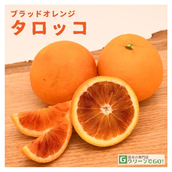 ◆送料無料◆ ブラッドオレンジ 苗 【ブラッドオレンジ タロッコ】オレンジ 蜜柑 みかん 雑柑 苗木 常緑 果樹 柑橘 柑橘苗木 果樹苗木 ※北海道・沖縄は送料無料適用外です。イタリアでポピュラーなオレンジで、ブラッドオレンジでは最も甘みが...