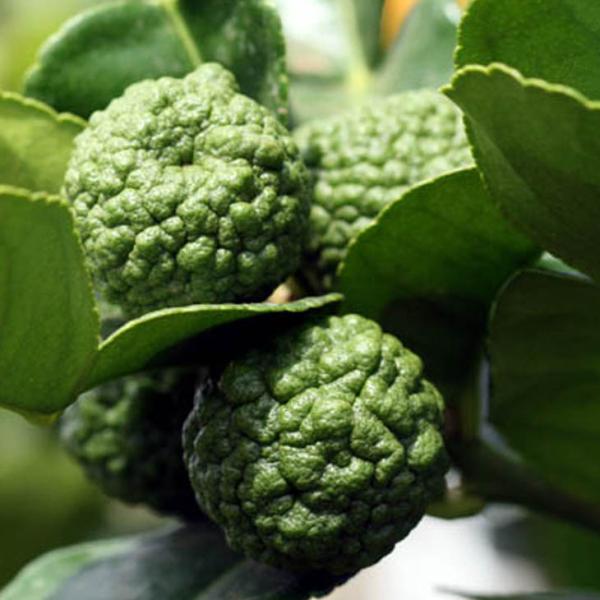 ライム 苗木 【コブミカン】 約0.3m 接ぎ木 小苗 カフェライム カフィアライム バイマックルー 苗 常緑 果樹 柑橘 香酸柑橘 柑橘苗木 果樹苗木タイ料理には欠かせない香辛料のひとつ、観葉植物としても楽しめます。コブミカンは、インドネ...