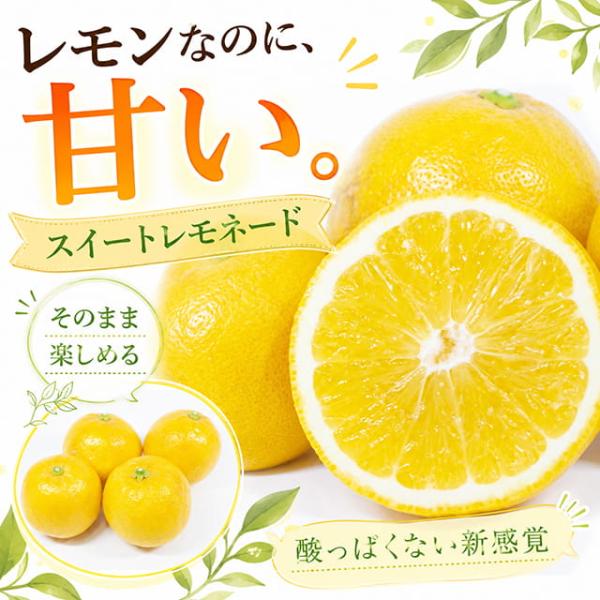 レモン 苗木 【スイートレモネード】 3年生 接ぎ木 プラスチック鉢植え レモンの木 苗 常緑 果樹 柑橘 香酸柑橘 柑橘苗木 果樹苗木ミカンより甘く、風味はそのまま残るレモン！酸度は一般的なレモンの5分の1。甘い甘夏とレモンとミカンを合わ...