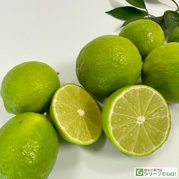 種なしライム 【フレーバーグリーン】オレンジ 蜜柑 みかん 雑柑 苗木 常緑 果樹 柑橘 柑橘苗木 果樹苗木いま大人気の園芸YouTuber「カーメン君」が紹介した種無しライムです！レモンよりやや小ぶりな、種なしライム。 果汁多くジューシー...