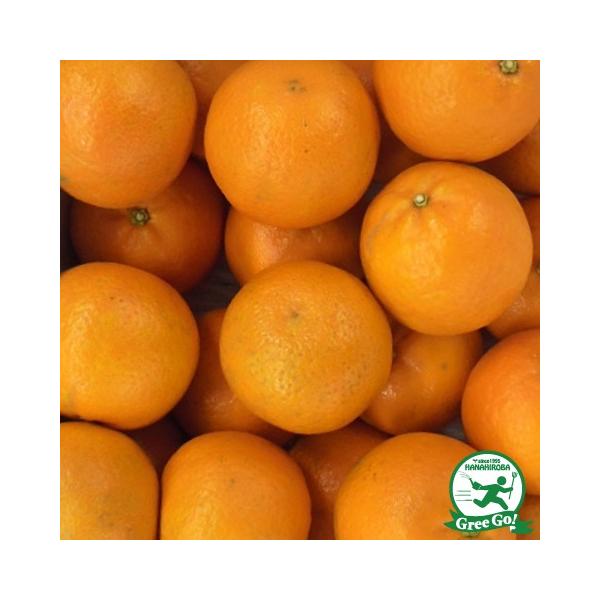 ◆送料無料◆ ■優良2年生大苗■ たんかん 苗木 【タンカン 垂水1号】 2年生大苗 接ぎ木 （ニーム小袋付き） タンゴール 苗 常緑 果樹 柑橘 みかん オレンジ 柑橘苗木 果樹苗木 ※北海道・沖縄は送料無料適用外です。縁起物としての一面...