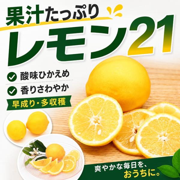 ◆送料無料◆ レモン 苗木 【レモン21】 3年生 接ぎ木 プラスチック鉢植え （ニーム小袋付き） レモンの木 苗 常緑 果樹 柑橘 香酸柑橘 柑橘苗木 果樹苗木 ※北海道・沖縄は送料無料適用外です。多収穫できる新しい早成りレモン！普通のレ...