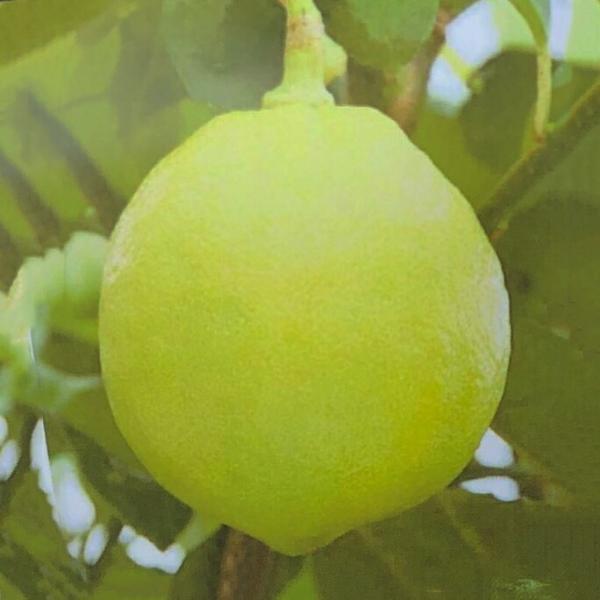 ベルガモット 苗 【ファンタスティコ】 1年生 接ぎ木苗 オレンジ 蜜柑 みかん 雑柑 苗木 常緑 果樹 柑橘 柑橘苗木 果樹苗木紅茶アールグレイの香り付けに使用されるオレンジの仲間！果実はヘタの部分が出っ張った洋ナシ形で苦味成分が多めです...