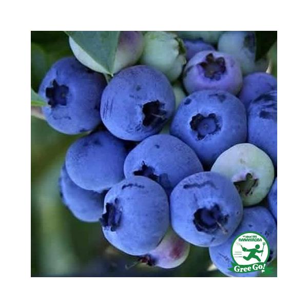 ブルーベリー 苗 【パウダーブルー （ラビットアイ系）】 苗木 ベリー 果樹 果樹苗ラビットアイ系としては糖度も高く酸味も効いた濃厚で上質な味！ティフブルーを超えた品種！果実の大きさは中粒、甘味多く、酸味は少ない、香りは良い、果肉は硬く美し...