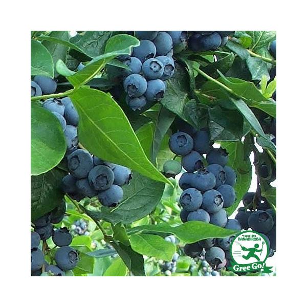 ブルーベリー 苗 【ブライトウェル （ラビットアイ系）】 苗木 ベリー 果樹 果樹苗果実がラビットアイ系でトップクラスのうえに、栽培が極めて容易な品種です。あらゆる面で優等生なブルーベリーです。果実の大きさは大粒、甘味は多く酸味は中位、香り...