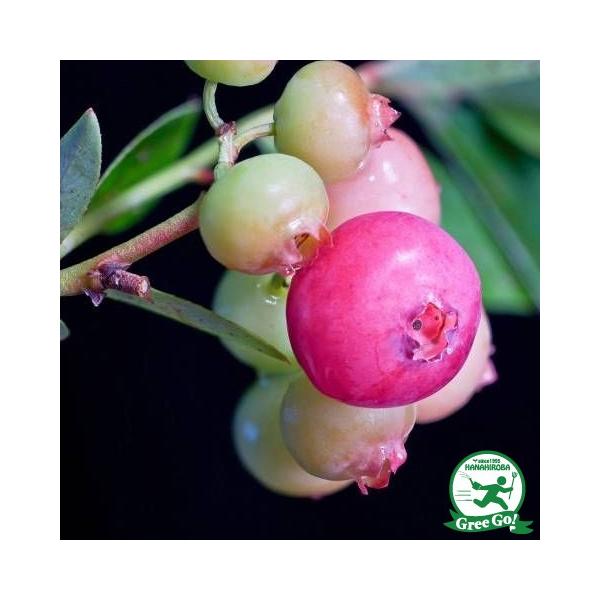 ブルーベリー 苗 【フロリダローズ （ラビットアイ系）】 苗木 ベリー 果樹 果樹苗新しい品種です。コーラルピンクの果実熟しても紫になりません！中〜大粒品種！果実生産性良好！樹姿は直立性。樹勢は強く育てやすい品種！大粒で、酸味控えめで甘くて...