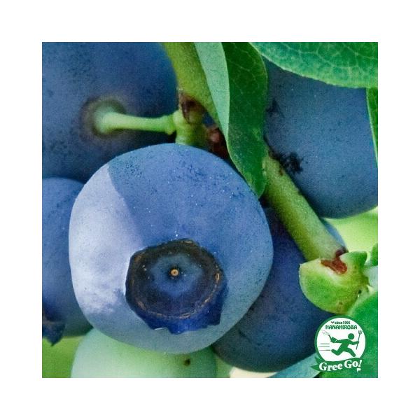 ブルーベリー 苗 【シャープブルー （サザンハイブッシュ系）】 1年生 挿し木苗 苗木 ベリー 果樹 果樹苗豊産性で果汁が多く、ジュースにも向いています。育てやすい品種です。この品種は、サザンハイブッシュ系です。たくさん収穫するには、受粉樹...