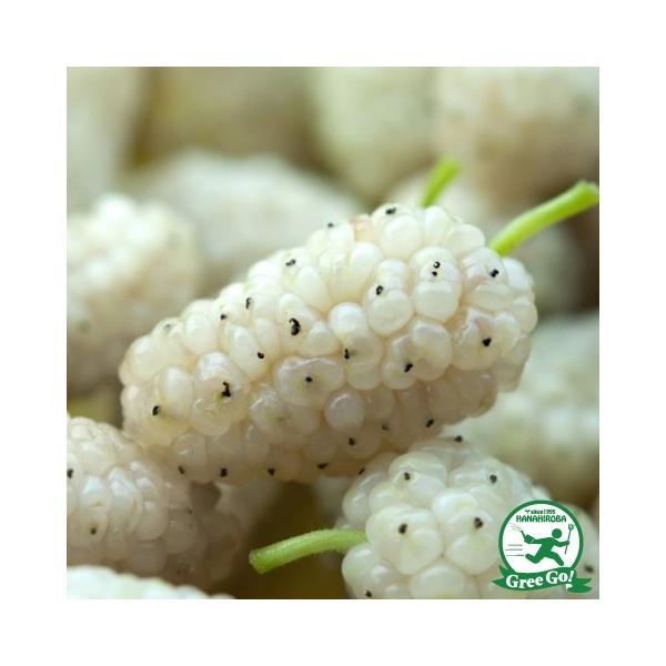 マルベリー 苗 【ホワイトベリー】 桑の木 キイチゴ 木いちご ベリー 苗木 果樹苗 落葉樹 ジャム糖度が高く甘くておいしいベリーです。豊産性で生食やジャムなどの加工にも最適です。最高糖度は25〜26.5度クワ（桑）はカイコの飼料としてよく...