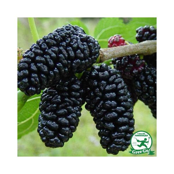 マルベリー 苗 【ララベリー ［登録品種］】 桑の木 キイチゴ 木いちご ベリー 苗木 果樹苗 落葉樹 ジャムとにかくいっぱい実をつける品種です！果実は既存種の3倍の大きさ。最高糖度は11〜12度クワ（桑）はカイコの飼料としてよく知られてい...