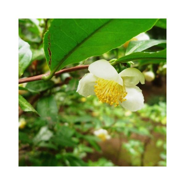 茶の木 苗 【やぶきた茶】 5号ポット苗×18本セット やぶ北 お茶 苗木 植木 花木 庭木 生垣 目隠し 茶葉 常緑樹 低木