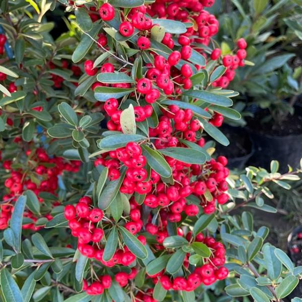 ◆送料無料◆ ピラカンサ 【 ピラカンサ 赤実 ５号 】 ポット苗 生垣 庭木 常緑樹 グランドカバー 低木常緑性の低木で、5月頃に白い花を咲かせます。秋から冬にかけて果実は重さで枝がしなるほどの赤や柿色のつややかな果実を付けます。緑色の葉...