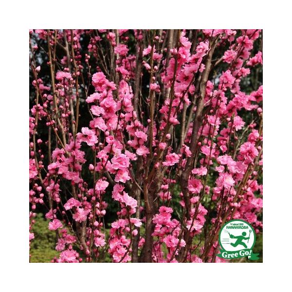 ◆送料無料◆ 花桃 苗 【ピンク花 照手桃 （てるてもも）】 1年生 約0.7m ポット苗 はなもも 苗木 庭木 落葉樹 シンボルツリー枝が張らず、ほうきのように直立するので狭い場所でも楽しめる花桃です。シンボルツリーや切り枝にもおすすめで...