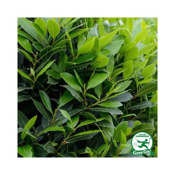 ◆送料無料◆ 月桂樹 苗 【月桂樹 （げっけいじゅ）】 ポット苗 ローリエ ハーブ 苗木 植木 花木 庭木 生垣 目隠し 常緑樹 高木気候が安定した地域に広く分布する常緑樹です。カレーやシチューなどの煮込み料理に使用される香辛料としてよく知...