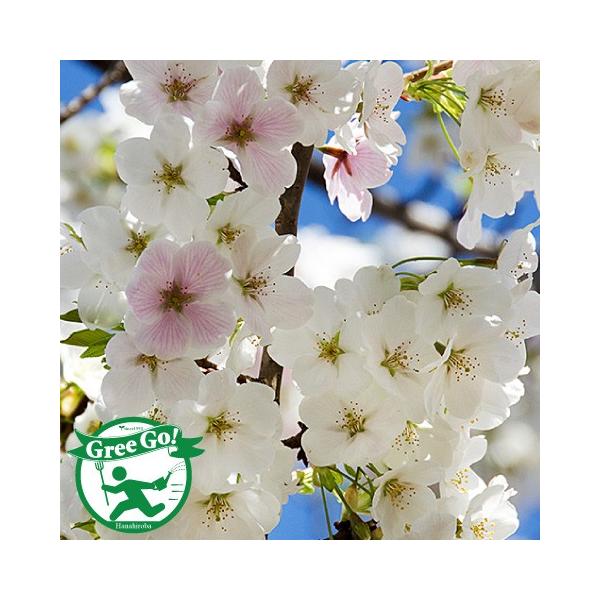 桜 苗木 【大島桜 （おおしまざくら）】 桜の木 桜の苗木 植木 花木 庭木 シンボルツリー 記念樹 落葉樹 高木伊豆諸島に分布する野生種で、房総半島や伊豆半島南部に多くみられるものは薪炭用に栽培されていたものが野生状態になったといわれてい...