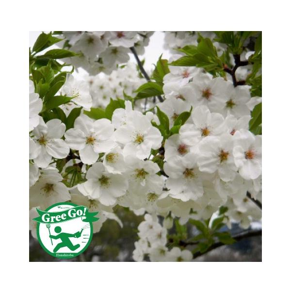 ◆送料無料◆ 桜 苗木 【薄墨桜 （うすずみざくら）】 1年生 接ぎ木苗 桜の木 桜の苗木 植木 花木 庭木 シンボルツリー 記念樹 落葉樹 高木淡墨桜は蕾のときは薄いピンク、満開に至っては白色、散りぎわには特異の淡い墨色になります。花柄な...