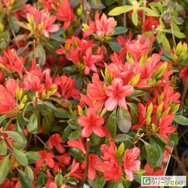 ツツジ 苗木 販売 【本霧島 （ほんきりしま） 】 本キリシマ ツツジ さつき 苗 植木 花木 庭木 生垣 目隠し グランドカバー 盆栽 常緑樹 低木真っ赤な花が、株全体を覆うようにびっしりと咲きます。花が小ぶりなので、盆栽にも好まれます。...