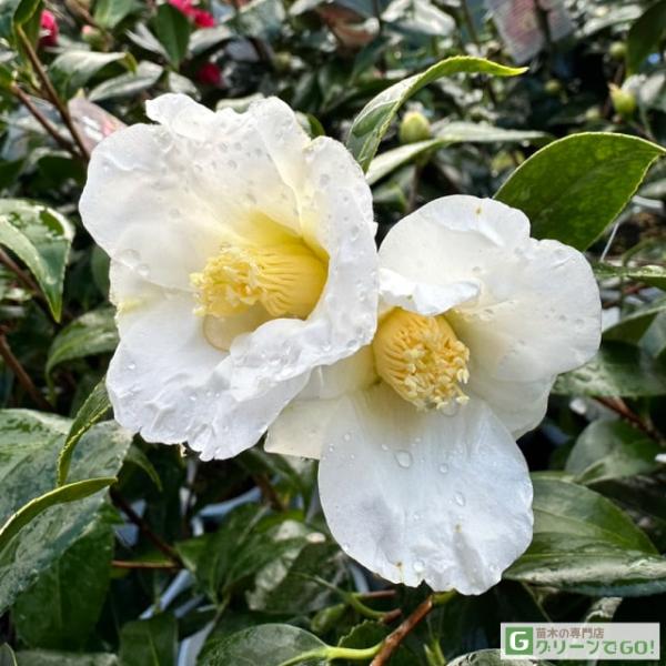 椿 侘助 苗木 【白侘助 （しろわびすけ） 一重猪口咲き】 2年生 接ぎ木苗 ツバキ 苗木 植木 花木 庭木 シンボルツリー 生垣 目隠し 常緑樹 高木清楚な一重咲の花から、椿とは思えない華やかな八重咲きまで、椿には魅力的な品種が豊富にあり...