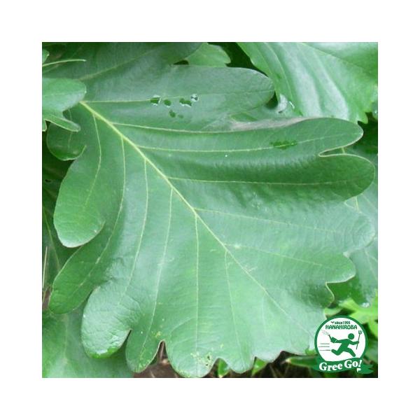 カシワ 【柏の木】 苗木 植木 花木 庭木 シンボルツリー 落葉樹 高木 里山の木 自然派ガーデン 雑木カシワは落葉樹だが、翌春に新葉がそろうまでは古い葉が枝についたままであることから、「葉守りの神」が宿る縁起の良い木とされる。端午の節句に...