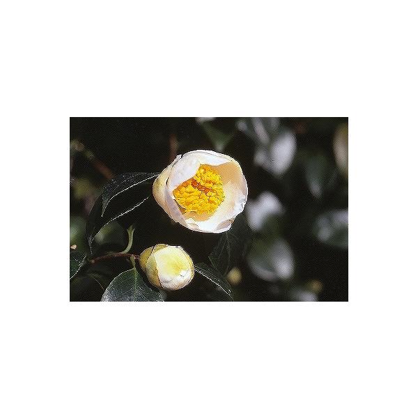 椿 苗木 【白玉 （しらたま） 中輪咲き】 2年生 接ぎ木苗 ツバキ 苗木 植木 花木 庭木 シンボルツリー 生垣 目隠し 常緑樹 高木清楚な一重咲の花から、椿とは思えない華やかな八重咲きまで、椿には魅力的な品種が豊富にあります。白玉 （し...