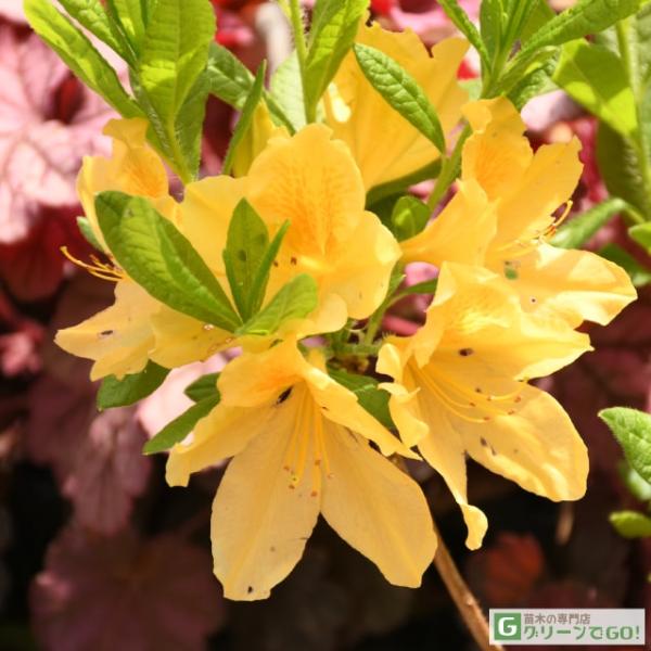 ツツジ 苗木 販売 【キレンゲツツジ】 ポット苗 蓮華つつじ 黄花 苗木 植木 花木 庭木 鉢植え 落葉樹 低木レンゲツツジは鮮やかな花を咲かせ、庭や鉢でも楽しむことができます。